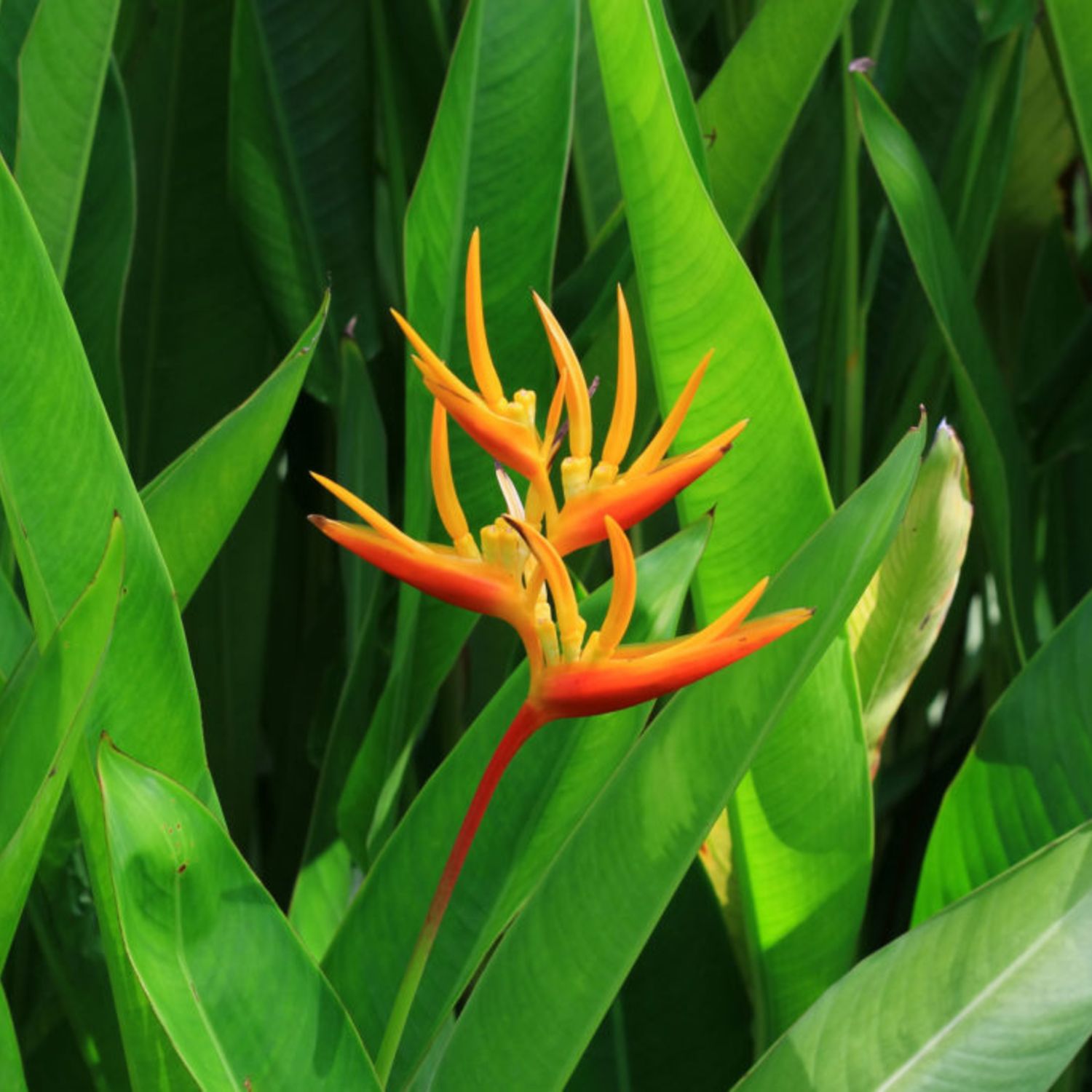 Balisier - Magasin Vert