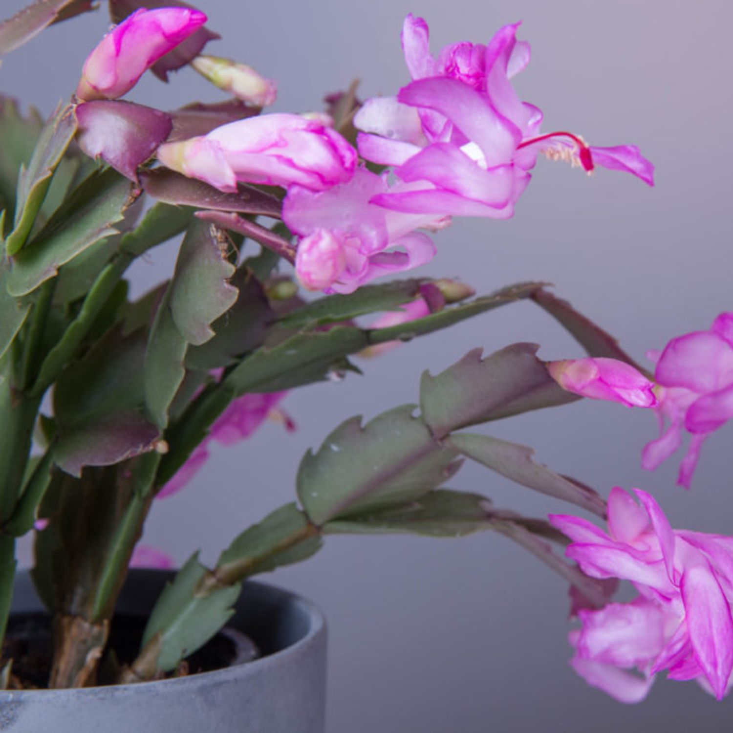 Cactus de noà«l - Magasin Vert