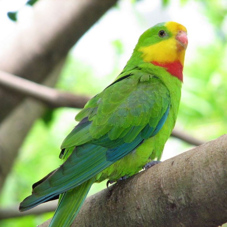 Perruche barraband - Magasin Vert